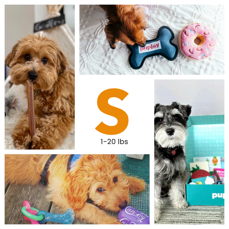 BYOB: Small Dog – PupJoy